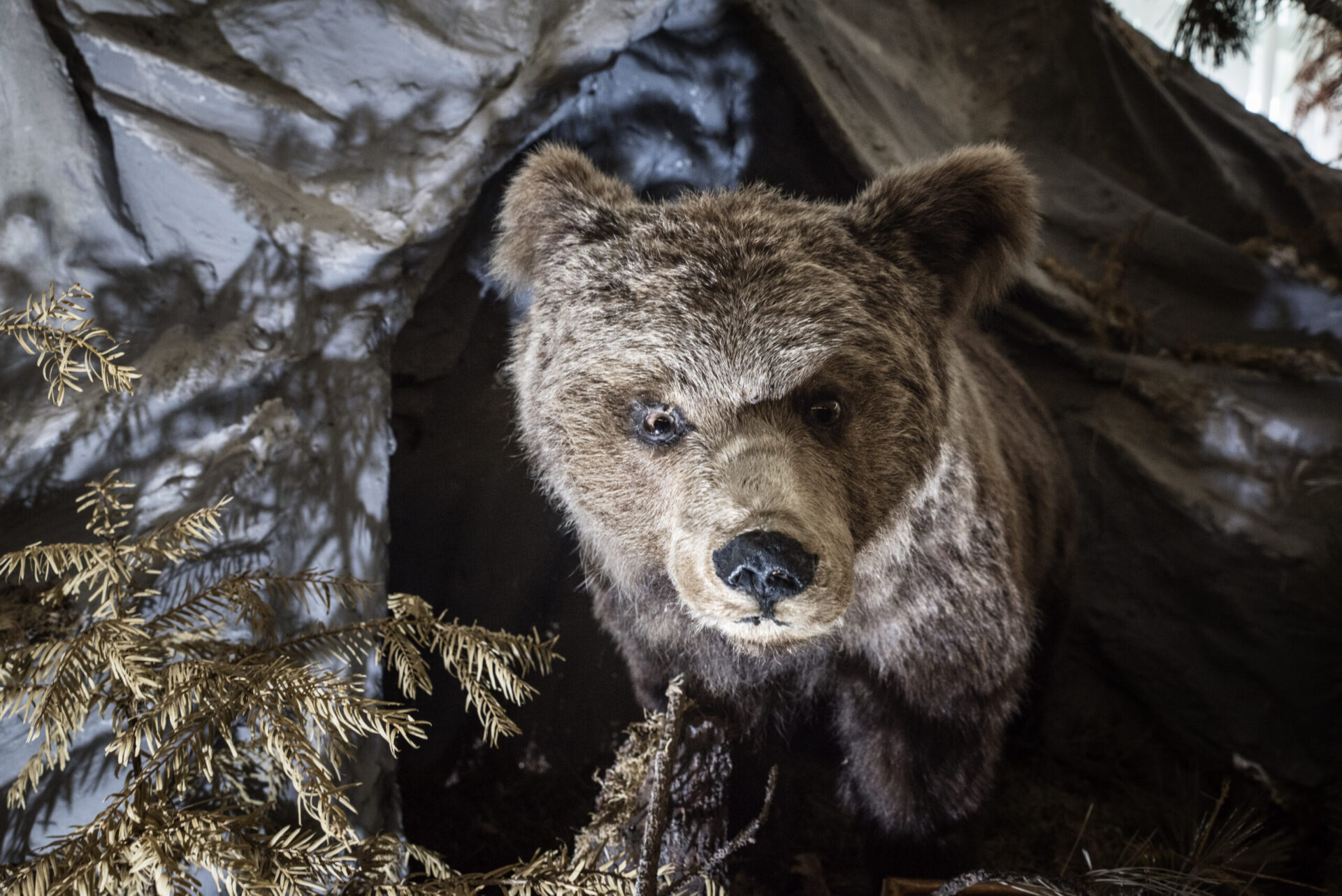 Sulla pelle dell'orso